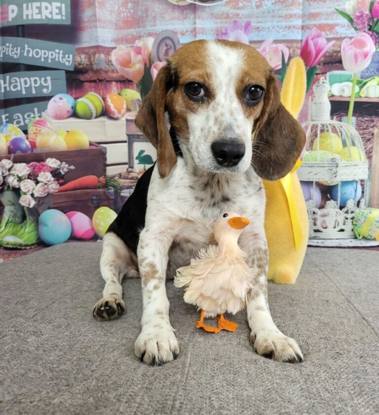 The Beagles In Our Care - Southern Nevada Beagle Rescue Foundation
