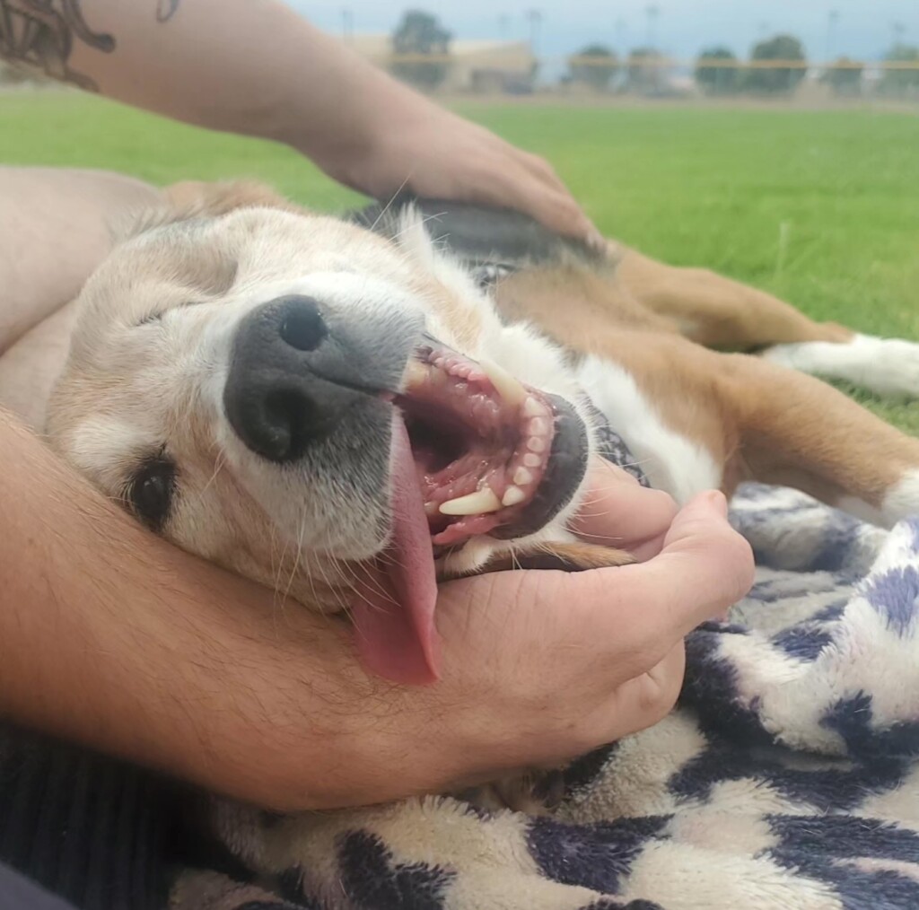 Rainbow Bridge Alumni - Southern Nevada Beagle Rescue Foundation