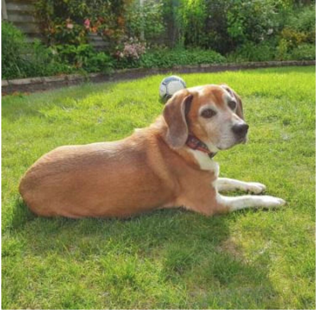 Rainbow Bridge Alumni - Southern Nevada Beagle Rescue Foundation