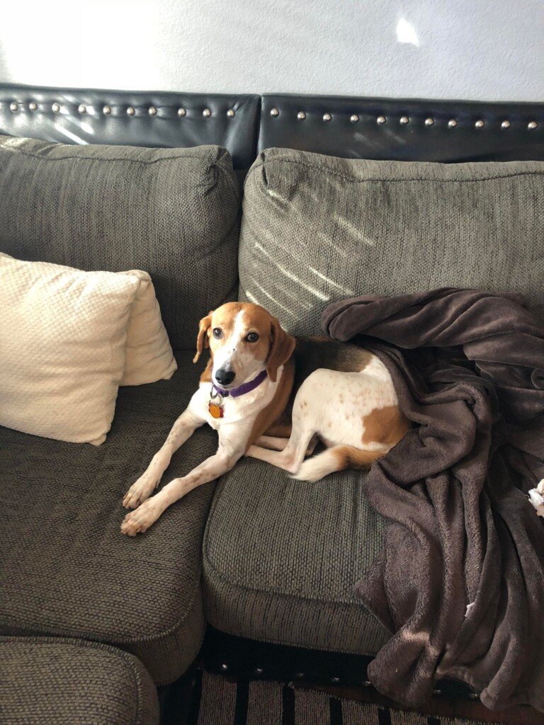 Rainbow Bridge Alumni - Southern Nevada Beagle Rescue Foundation