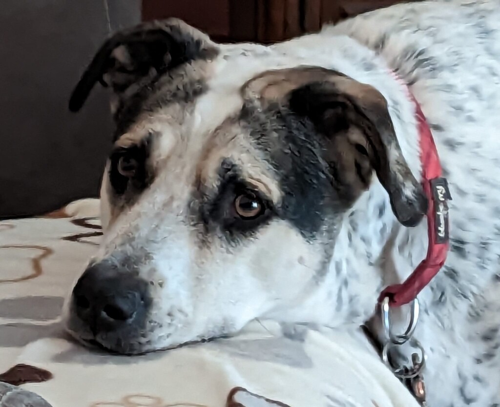 Bandit (previously Confetti) - Southern Nevada Beagle Rescue Foundation