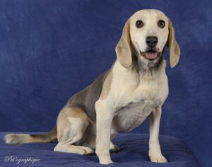 Blue - Southern Nevada Beagle Rescue Foundation