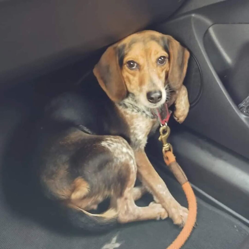 Rainbow Bridge Alumni - Southern Nevada Beagle Rescue Foundation