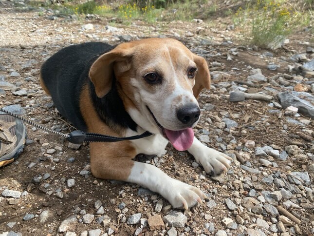 Chibs (formerly Discord) - Southern Nevada Beagle Rescue Foundation