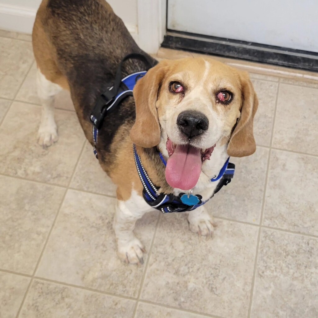 Southern Nevada Beagle Rescue Foundation - Southern Nevada Beagle ...