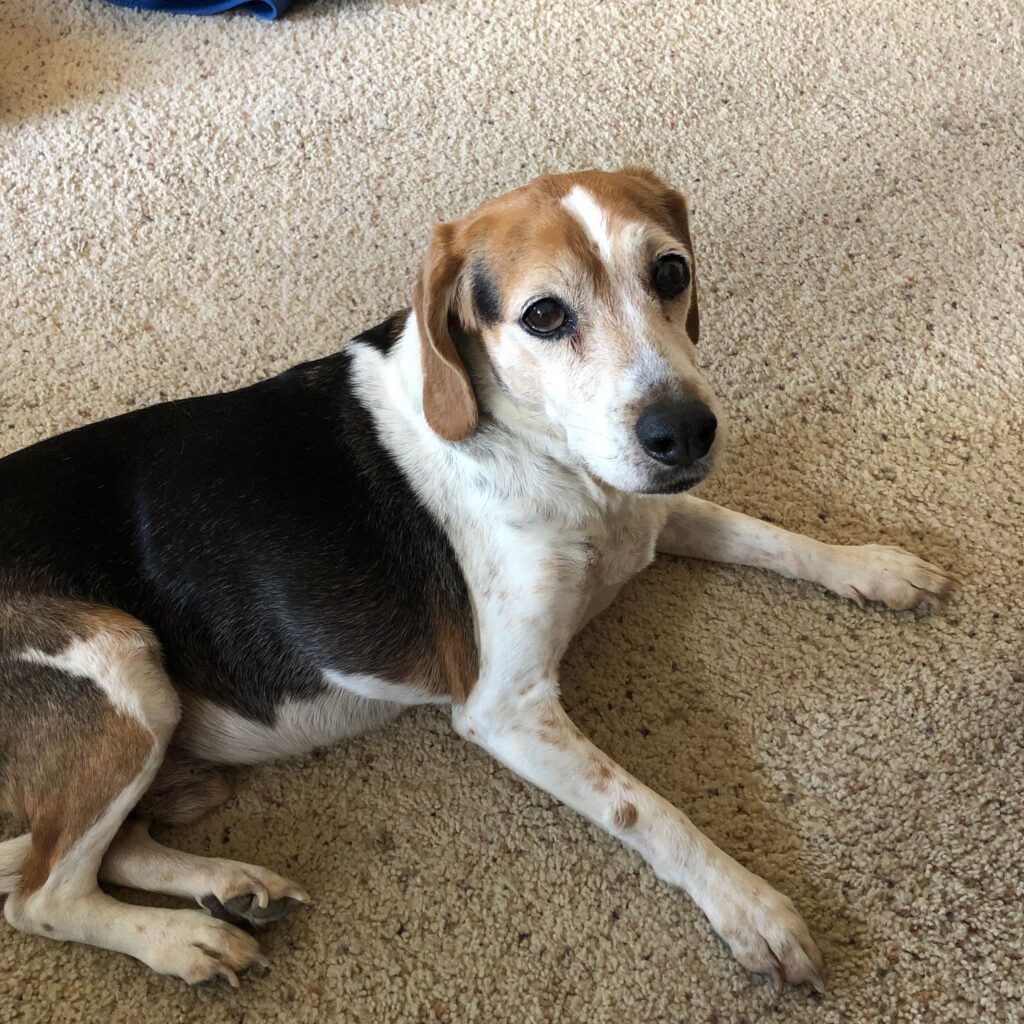 Shiloh - Southern Nevada Beagle Rescue Foundation