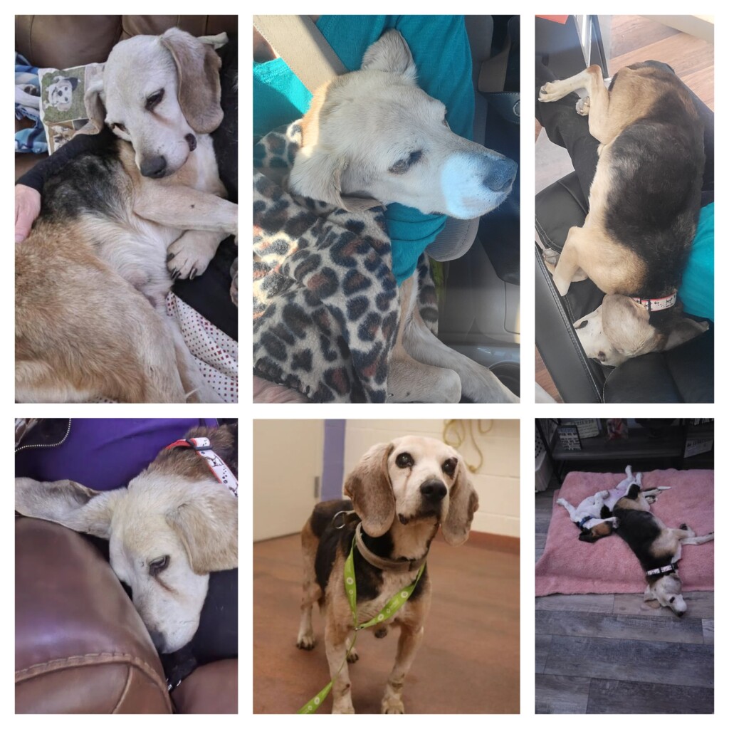 Rainbow Bridge Alumni - Southern Nevada Beagle Rescue Foundation