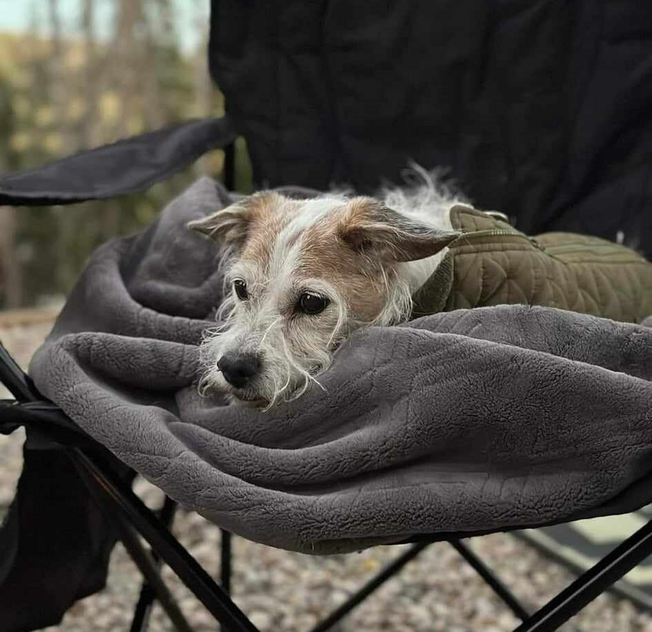 Rainbow Bridge Alumni - Southern Nevada Beagle Rescue Foundation