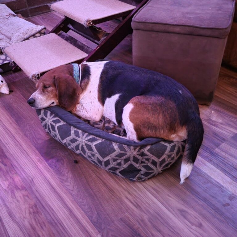 Rainbow Bridge Alumni - Southern Nevada Beagle Rescue Foundation