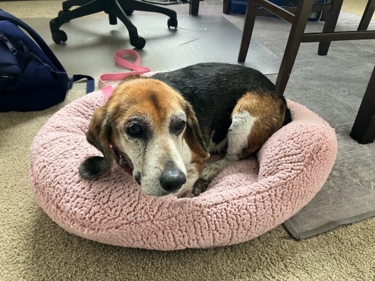 Rainbow Bridge Alumni - Southern Nevada Beagle Rescue Foundation