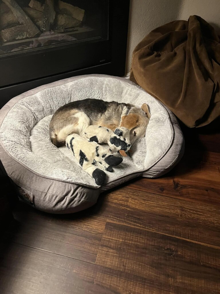 Rainbow Bridge Alumni - Southern Nevada Beagle Rescue Foundation