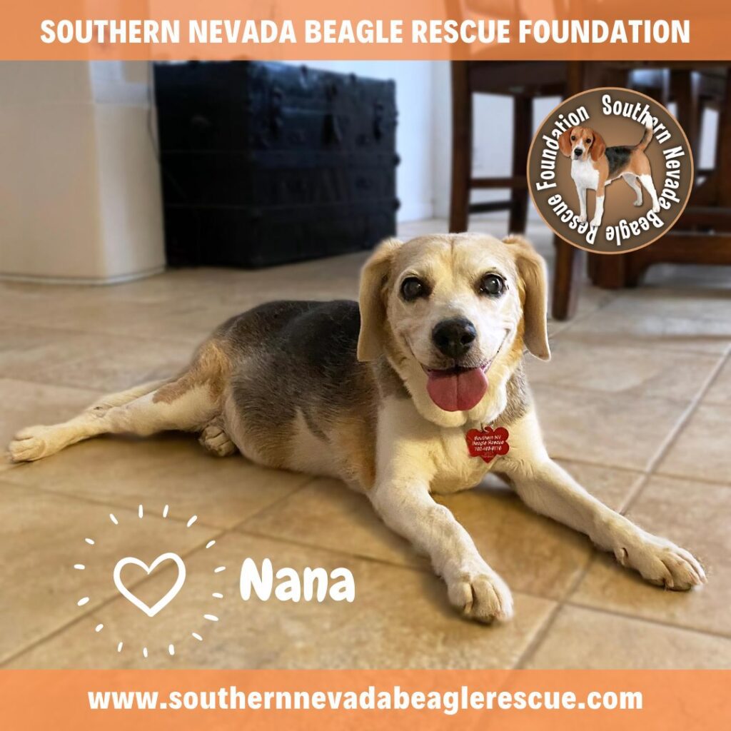 Rainbow Bridge Alumni - Southern Nevada Beagle Rescue Foundation