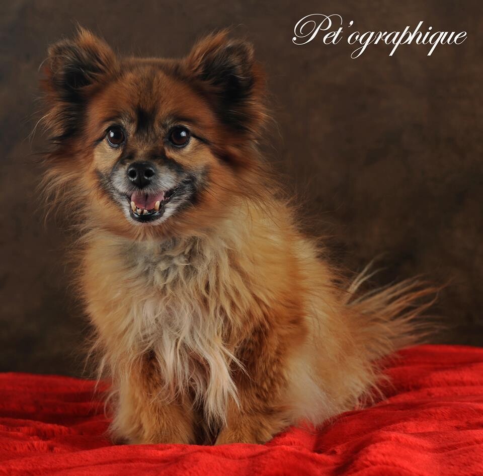 Rainbow Bridge Alumni - Southern Nevada Beagle Rescue Foundation