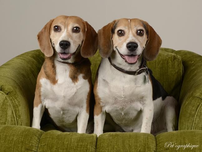 Sherlock (previously Scotty) - Southern Nevada Beagle Rescue Foundation