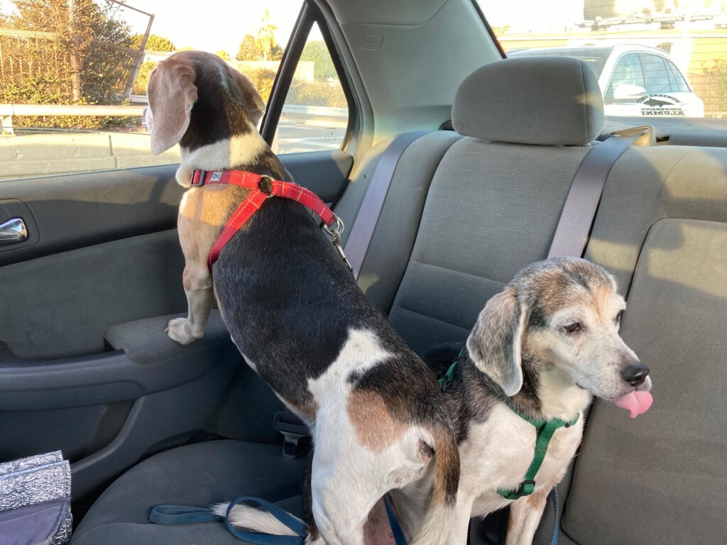 Rainbow Bridge Alumni - Southern Nevada Beagle Rescue Foundation