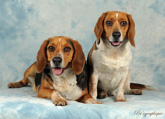 Rainbow Bridge Alumni - Southern Nevada Beagle Rescue Foundation