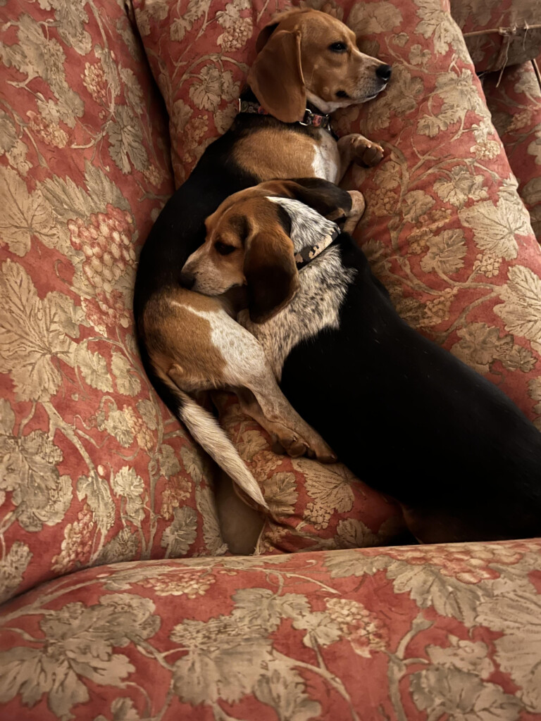 Rainbow Bridge Alumni - Southern Nevada Beagle Rescue Foundation